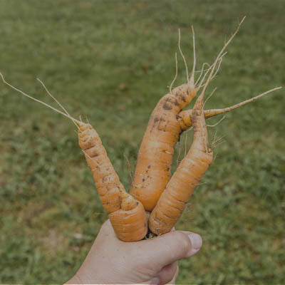 Wonky veg are awesome – Protect the Planet
