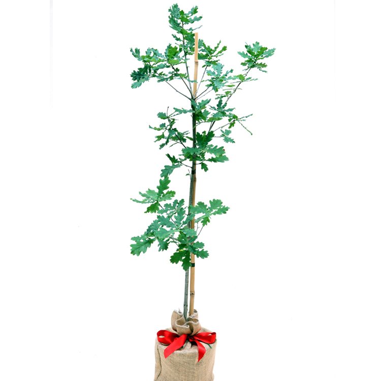 Oak Tree Gift – Royal English Sapling – Protect the Planet