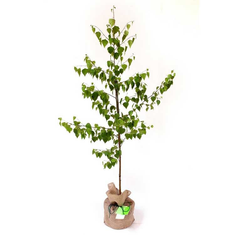 Silver Birch Tree Gift – The Lady of the Woods – Protect the Planet