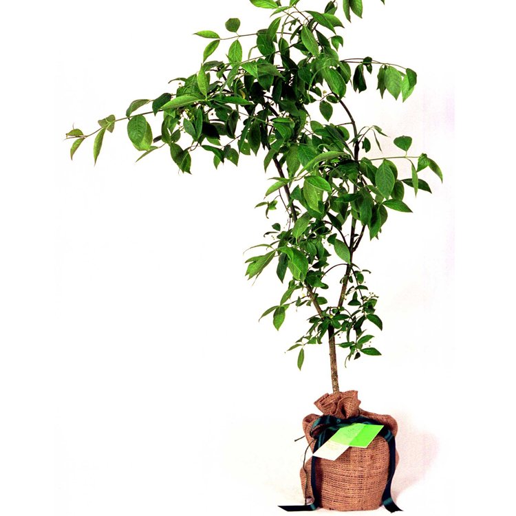Spindle Tree Gift by Trees Direct – Protect the Planet
